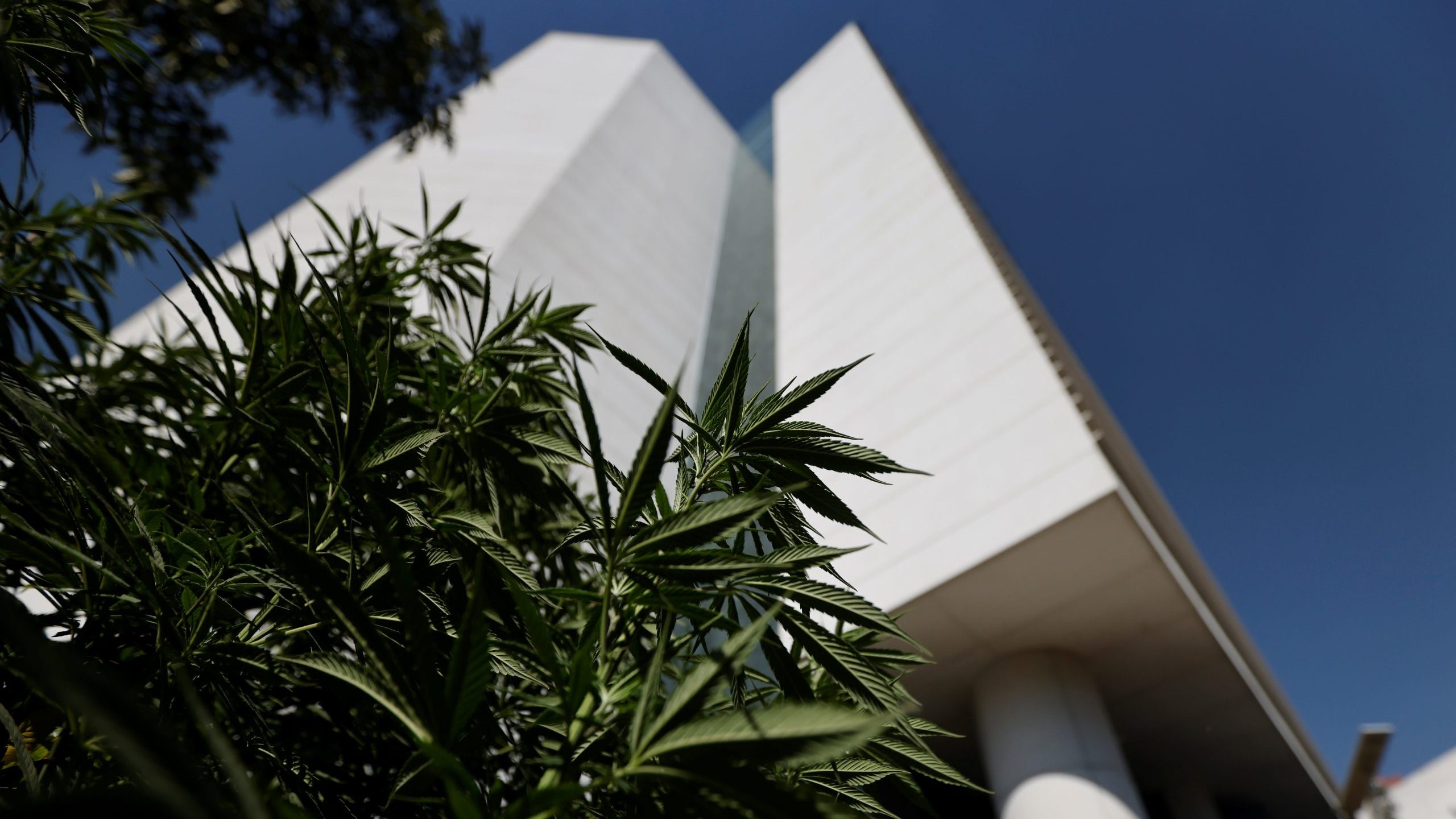 Mexican bishops express dismay with bill to legalize marijuana