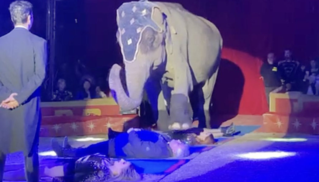 Papal almoner invites 2,000 poor to circus to 'lift them up'