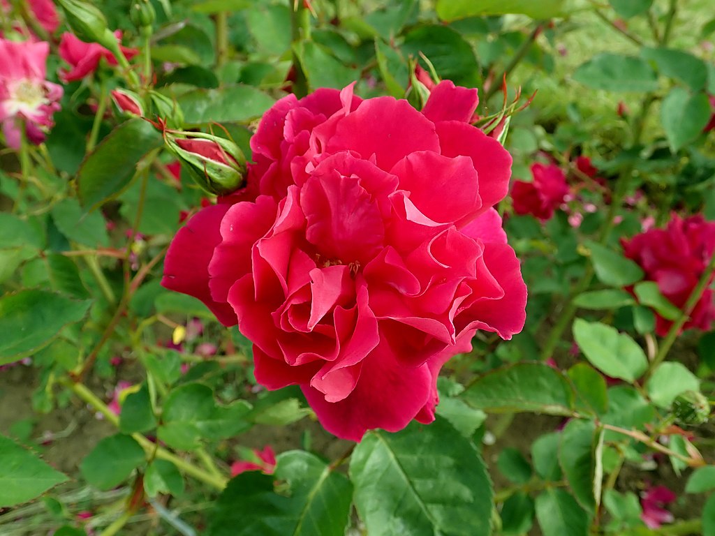 ‘The Rock’s’ softer side: The gardens at Alcatraz