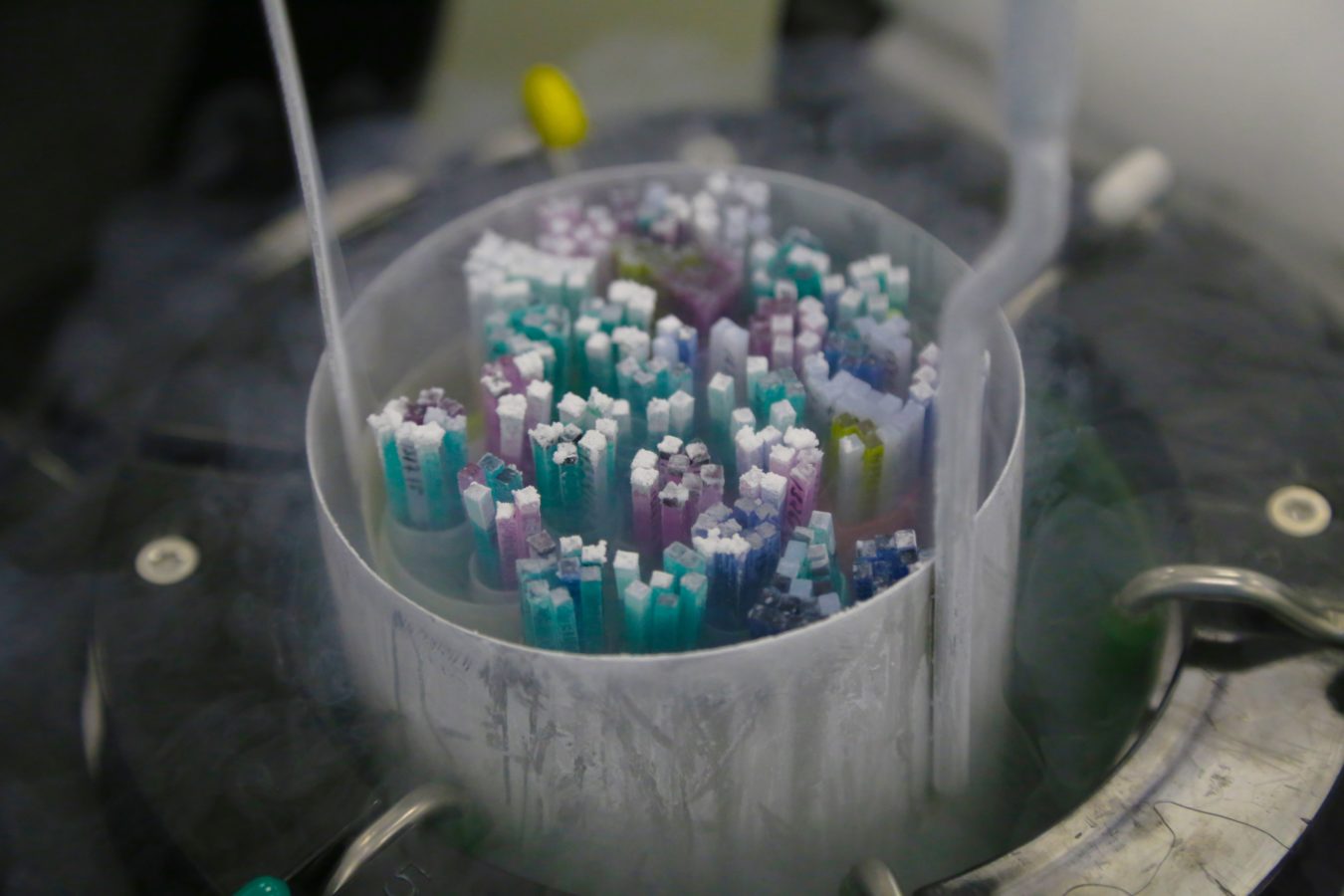 IVF, Trump, and throwaway culture